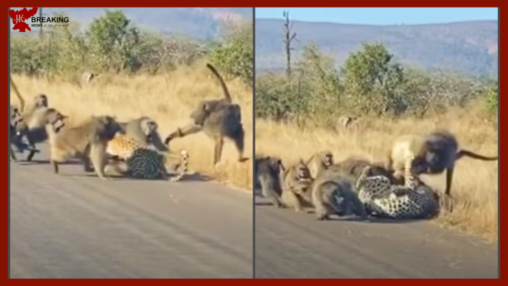 viral video : Baboon gang attacks leopard in viral video from South Africa. Watch - Jharkhand ...